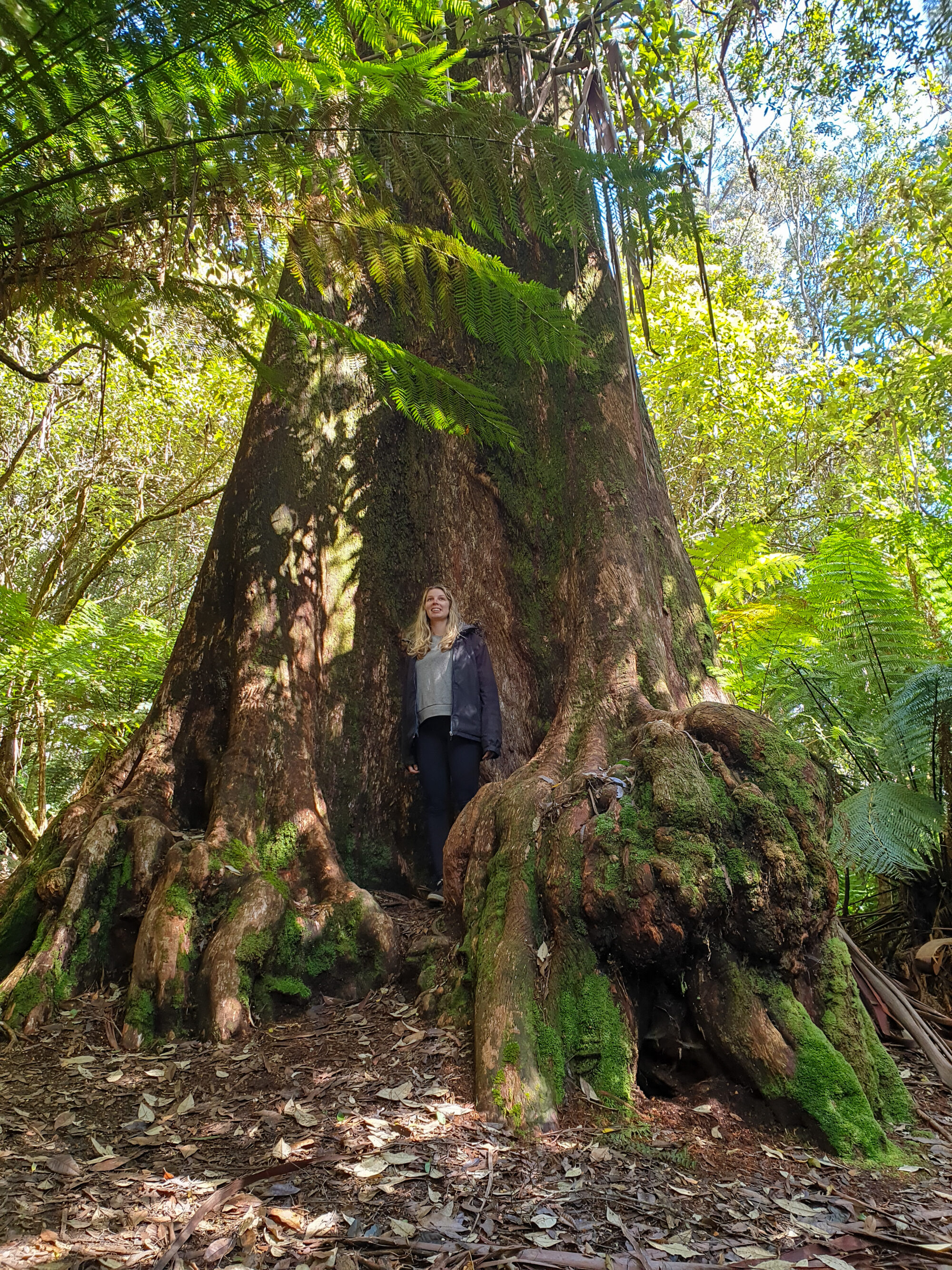 Blue Tier Discovery Trail– The Caravan of Courage