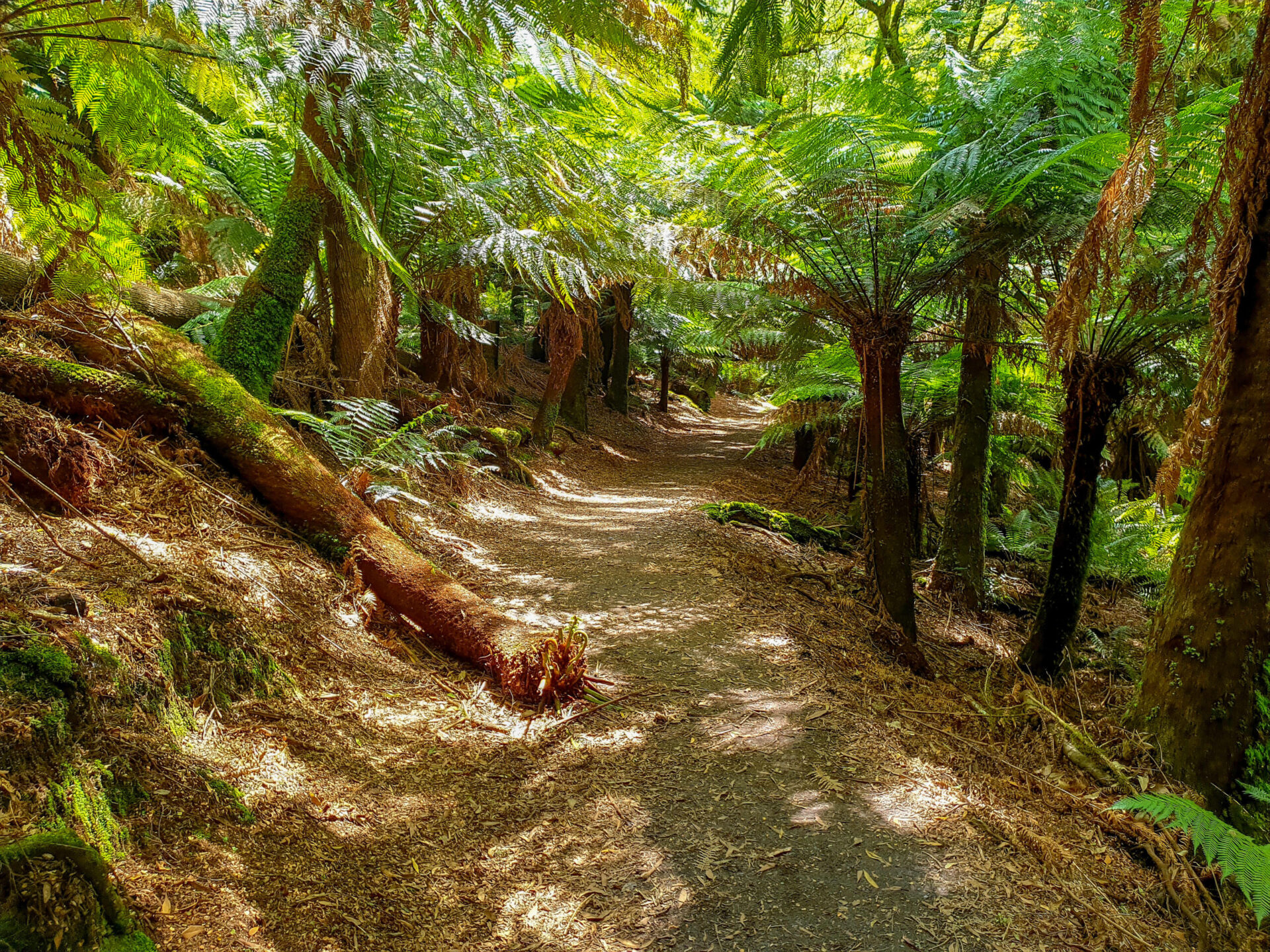 Blue Tier Discovery Trail– The Caravan of Courage